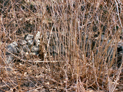 Battery Mills Photos Page 1